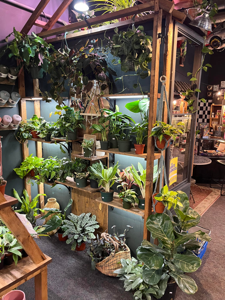 Flora Soul Horticulture – Flora Soul Horticulture